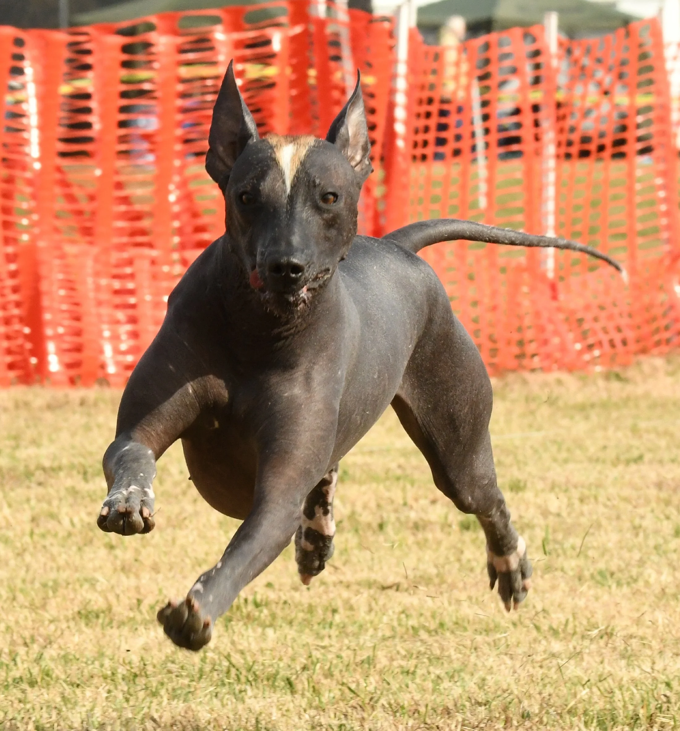 Titled Xolos Showcase — Xoloitzcuintli Club of America