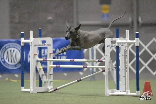 Titled Xolos Showcase — Xoloitzcuintli Club of America