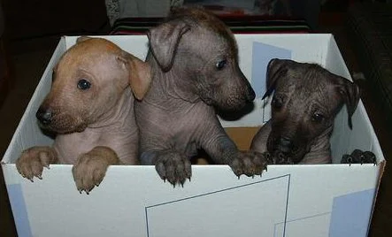 About Xolos — Xoloitzcuintli Club of America