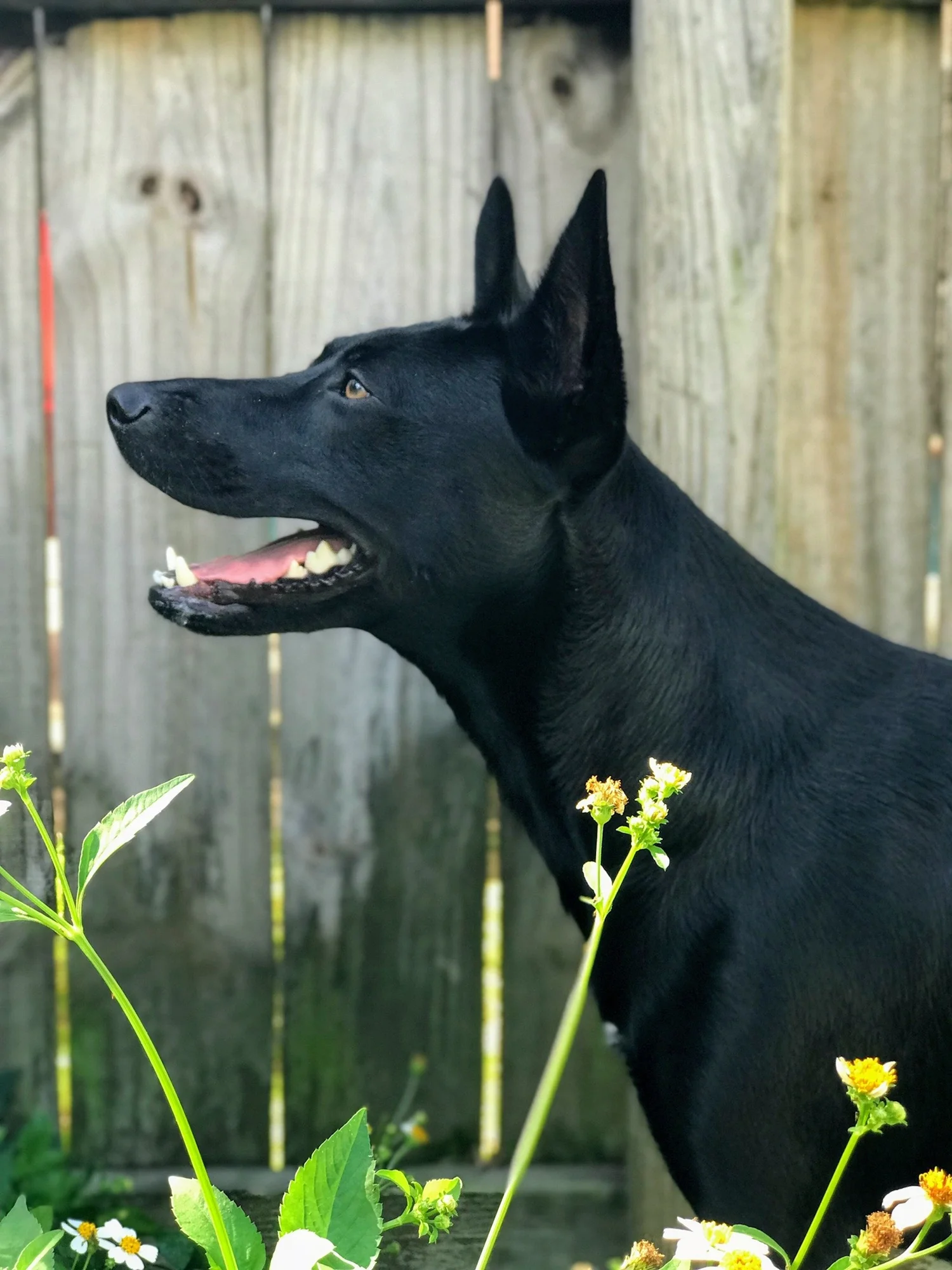 The Secret Xolo — Xoloitzcuintli Club of America