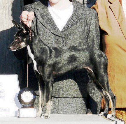 About Xolos — Xoloitzcuintli Club of America