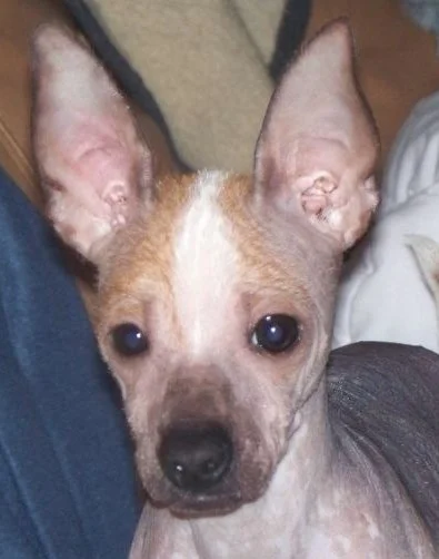 About Xolos — Xoloitzcuintli Club of America