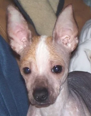 About Xolos — Xoloitzcuintli Club of America