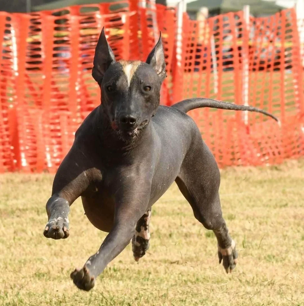 Xoloitzcuintli Club of America