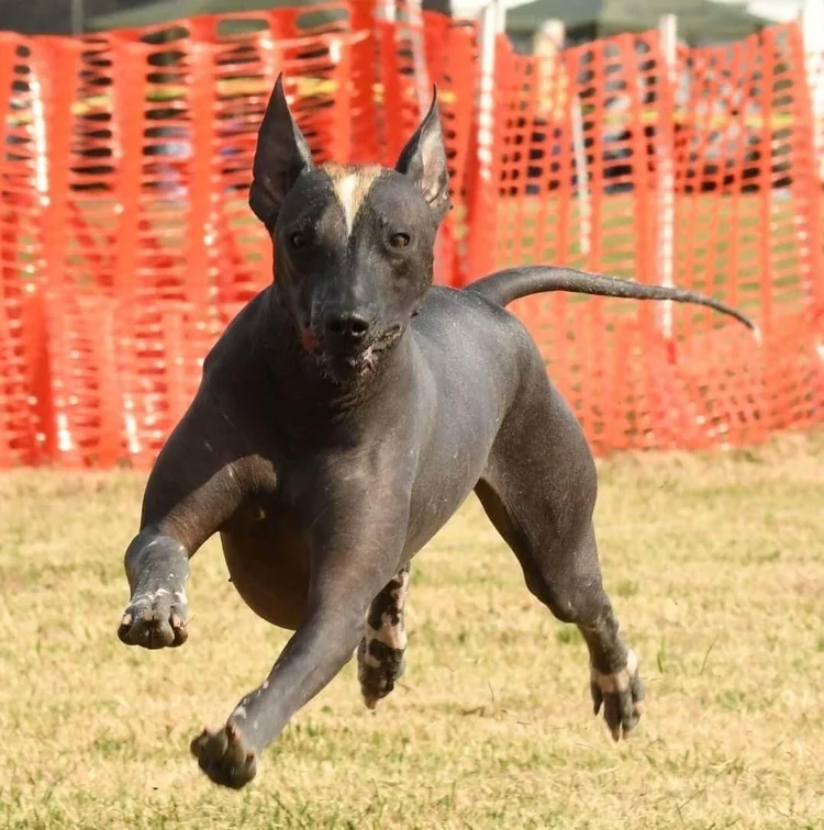 Xoloitzcuintli Club of America