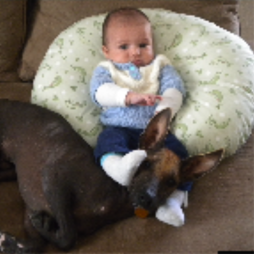 About Xolos — Xoloitzcuintli Club of America