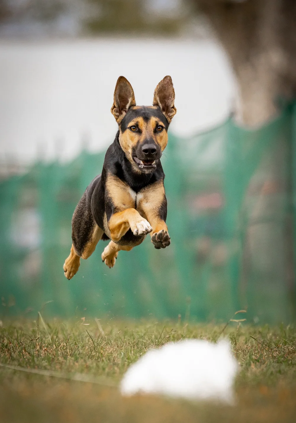 The Secret Xolo — Xoloitzcuintli Club of America