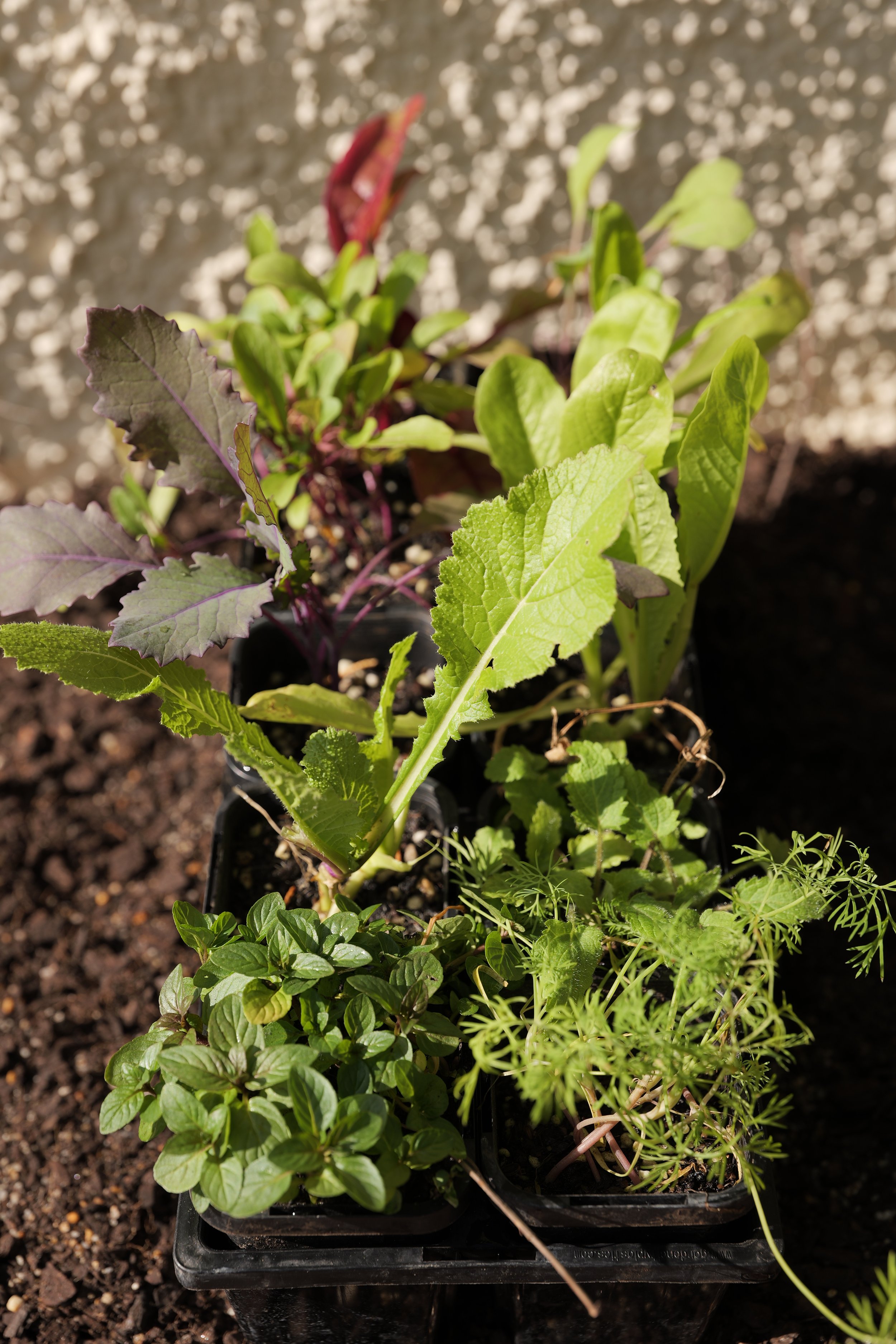 Kitchen Farm Adelaide Hills