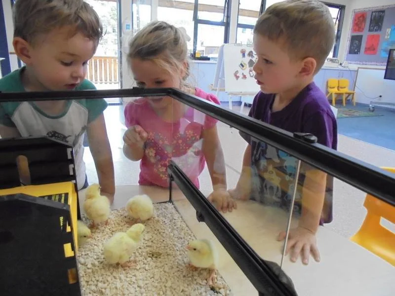 Farmyard Preschool Programme — About Kids