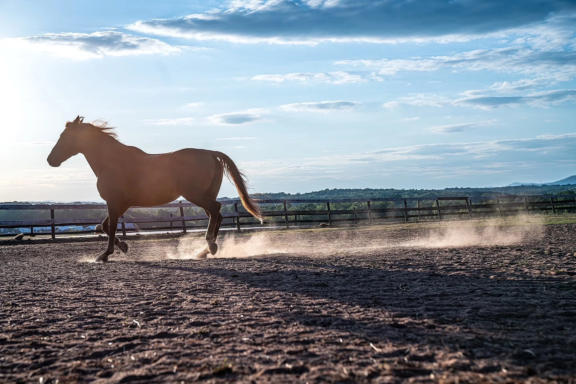 What We Do — Equine Connections INC