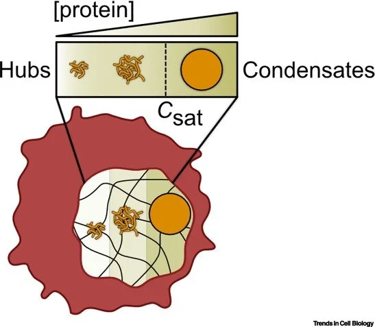 Publications — Condensate Biophysics Lab