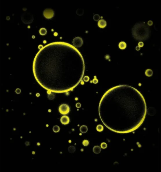 Condensate Biophysics Lab