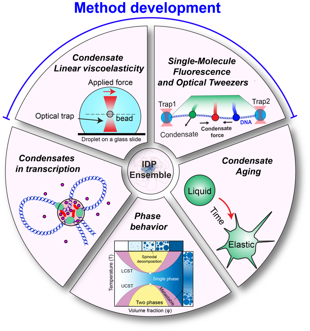 Research Overview — Condensate Biophysics Lab