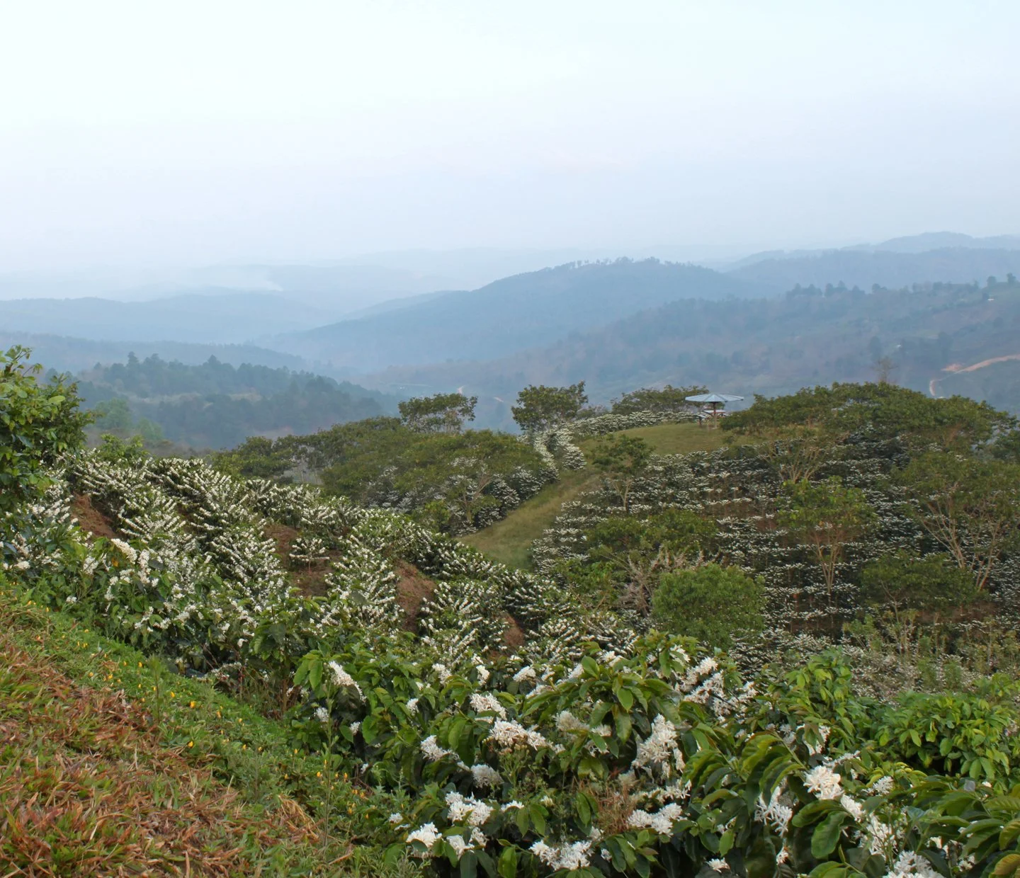 Shop Roasted Coffee — Canopy Point Coffee