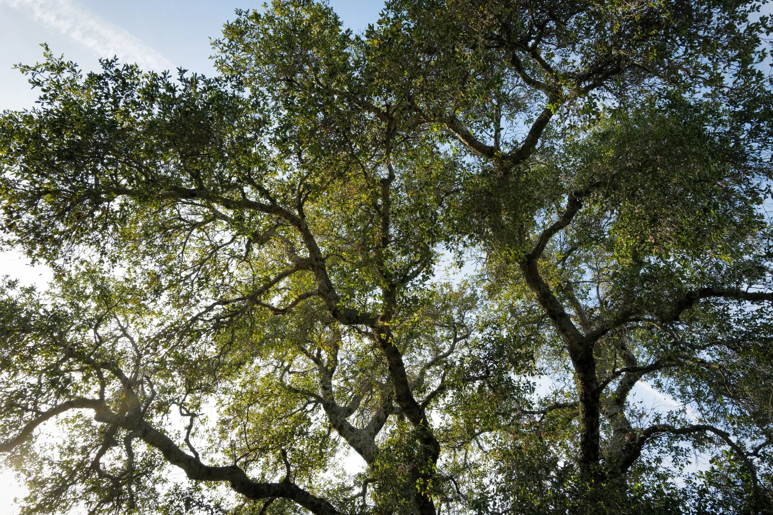 About Halter Ranch | Halter Ranch Wines