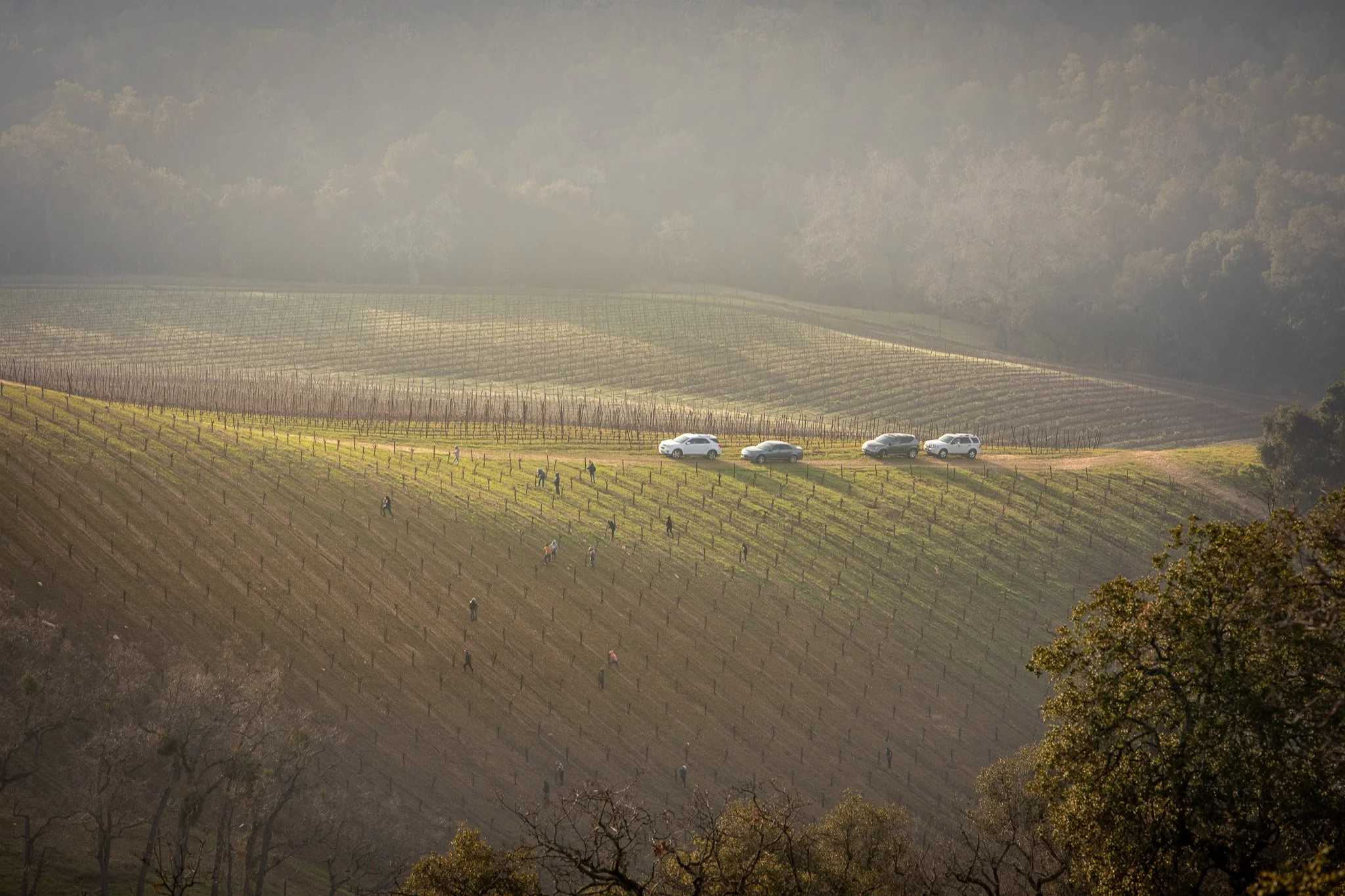 About Halter Ranch | Halter Ranch Wines