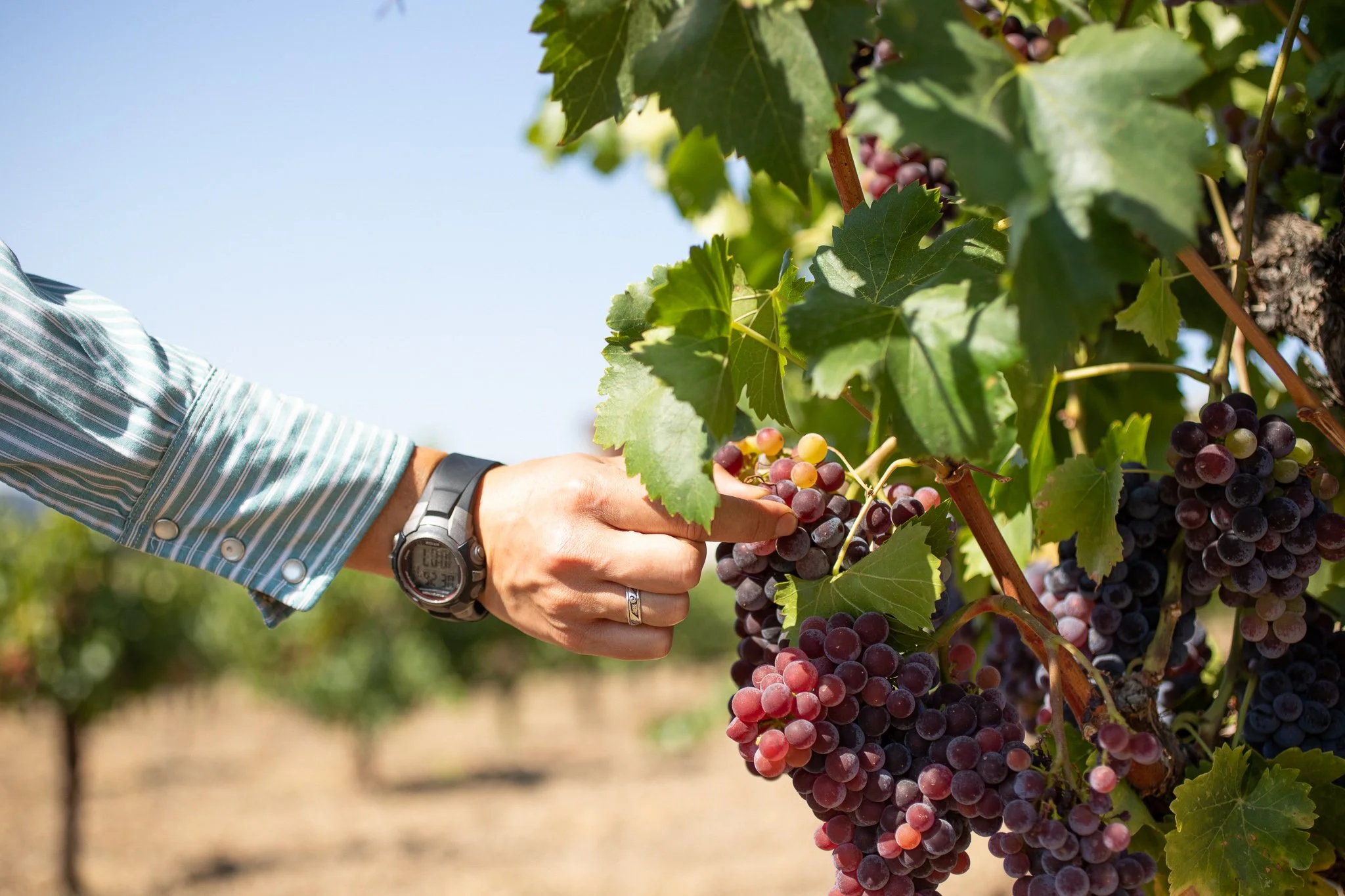 About Halter Ranch | Halter Ranch Wines