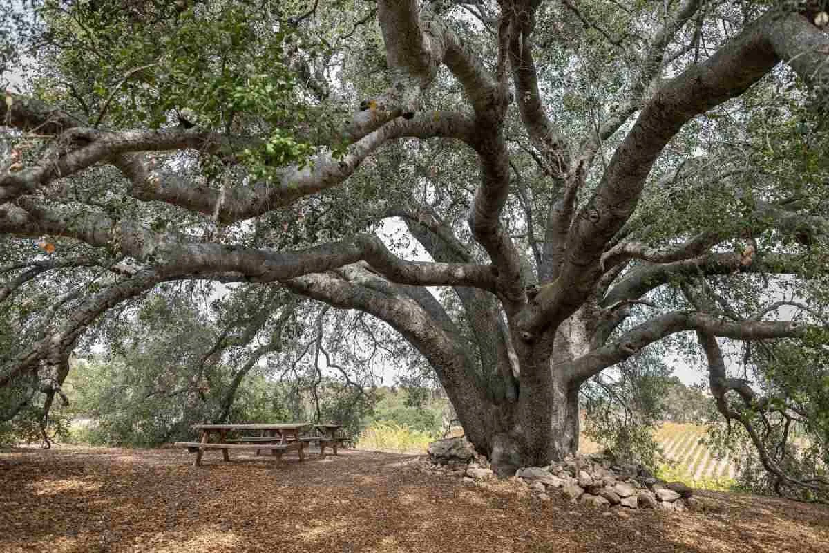 Paso Robles Wine Tours | Halter Ranch Wines