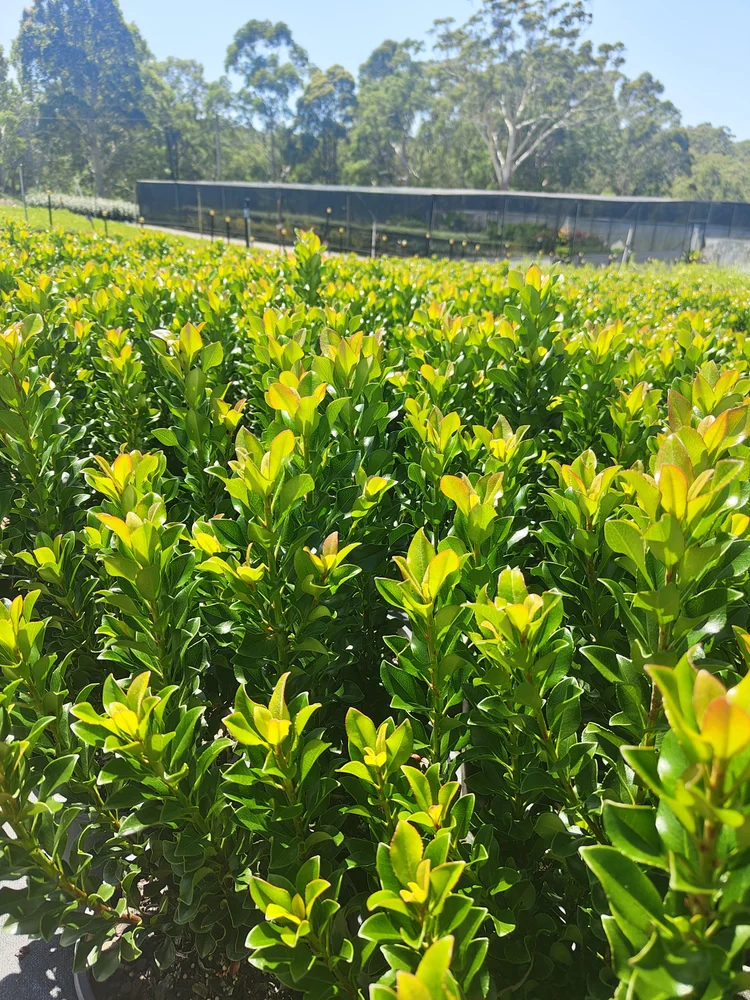 Rhaphiolepis Snow Maiden — Kenthurst Nursery Trading