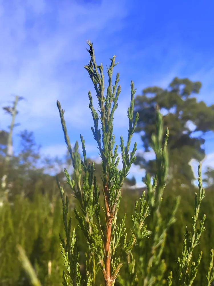 Spartan Juniper (Juniperus chinensis ‘Spartan’) – Care, Uses ...