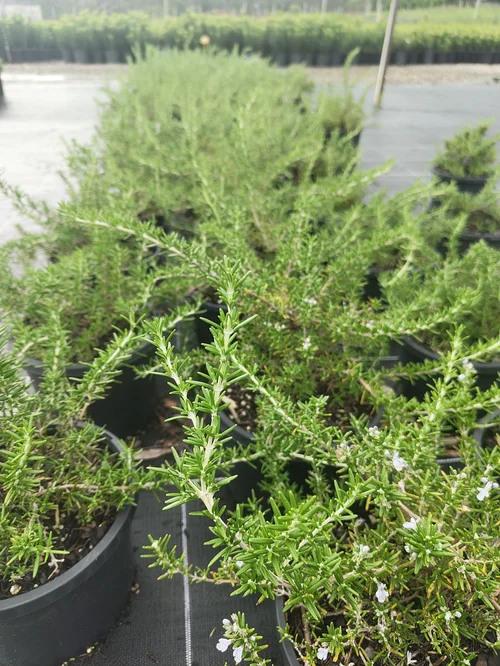 Rosmarinus officinalis 'Prostrata' – Fragrant Creeping Rosemary for Any ...