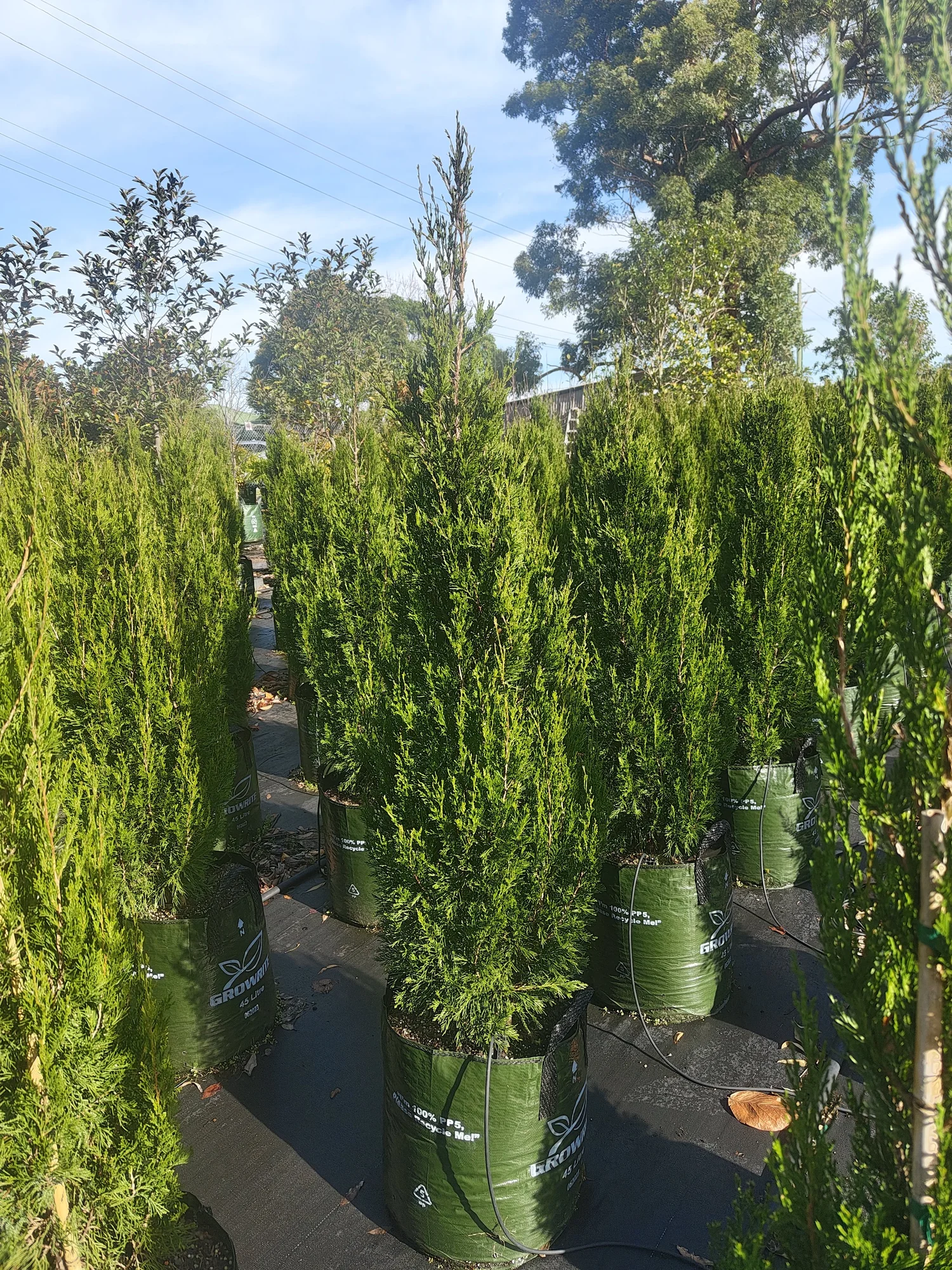 Spartan Juniper (Juniperus chinensis ‘Spartan’) – Care, Uses ...