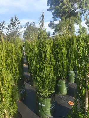 Spartan Juniper (Juniperus chinensis ‘Spartan’) – Care, Uses ...