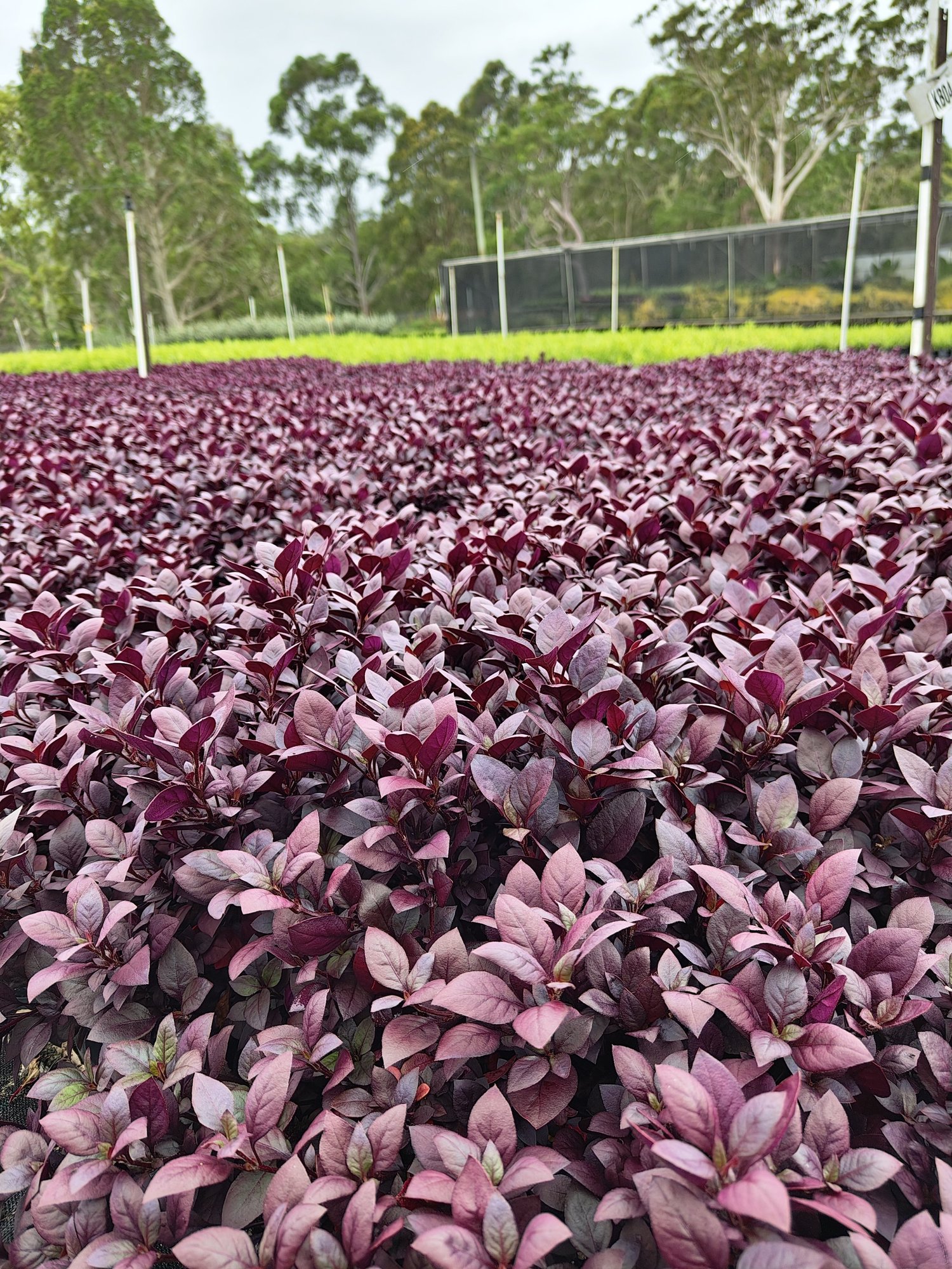 Alternanthera 'Little Ruby' — Kenthurst Nursery Trading
