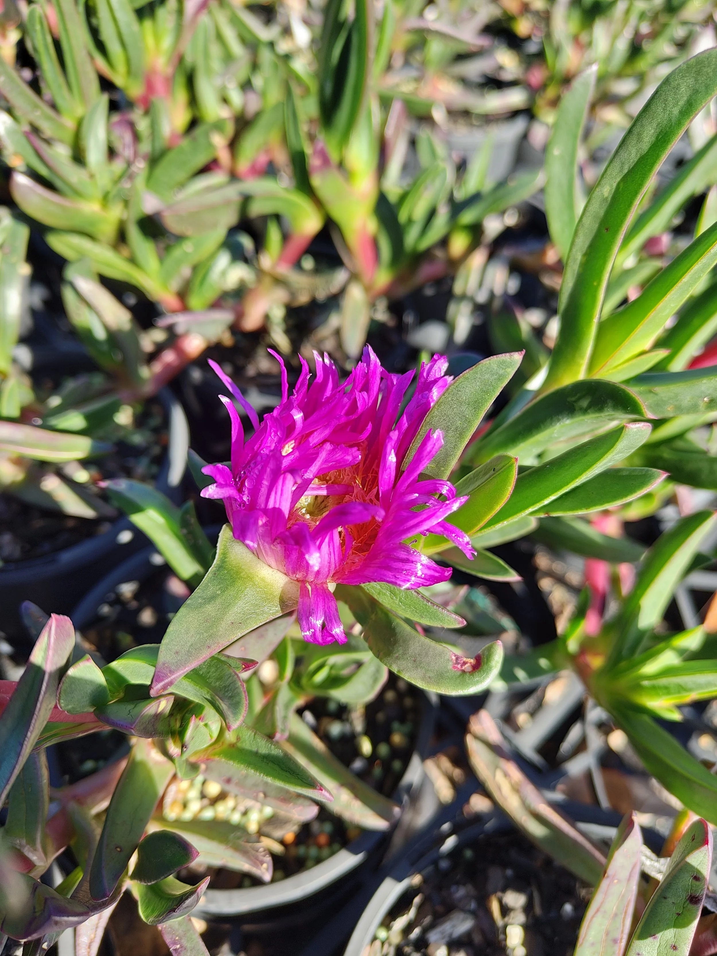 Carpobrotus glaucescens – Pigface Groundcover for Coastal & Native ...