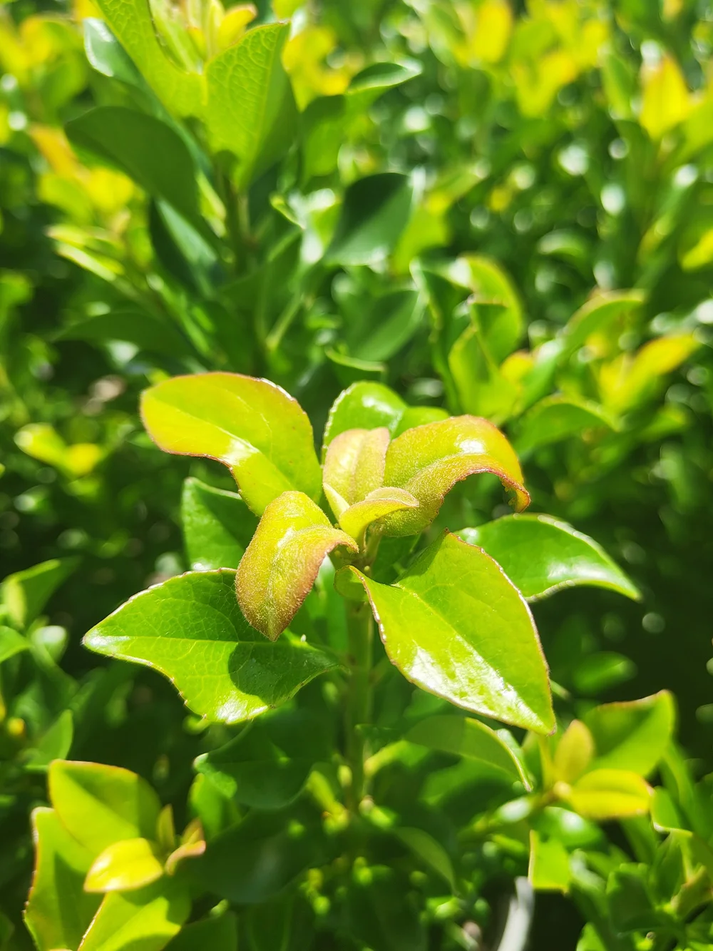 Rhaphiolepis Snow Maiden — Kenthurst Nursery Trading