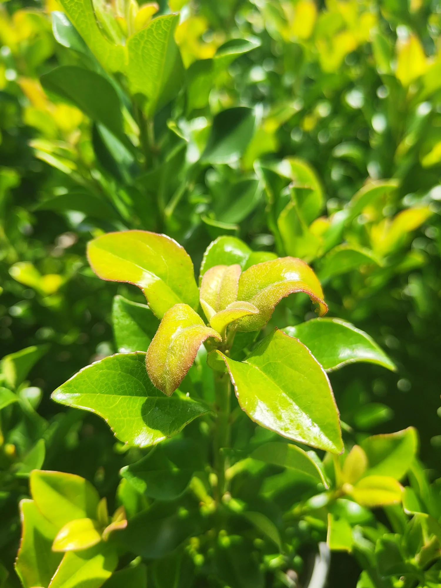 Rhaphiolepis Snow Maiden — Kenthurst Nursery Trading