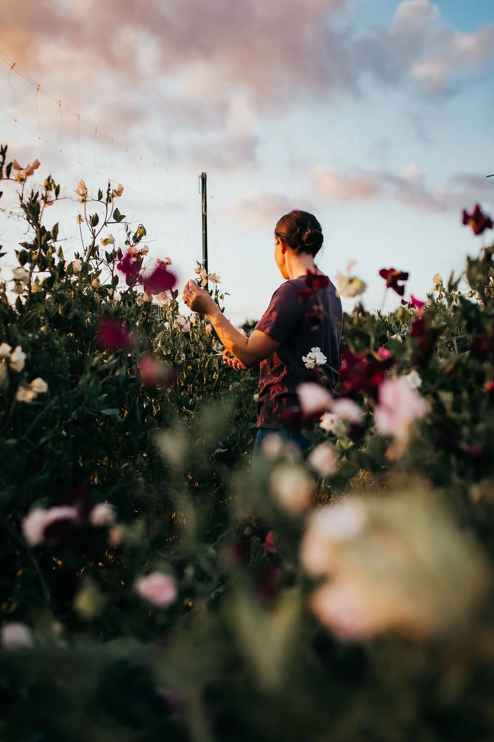 Cold Springs Flower Farm | Locally Grown in Northumberland County