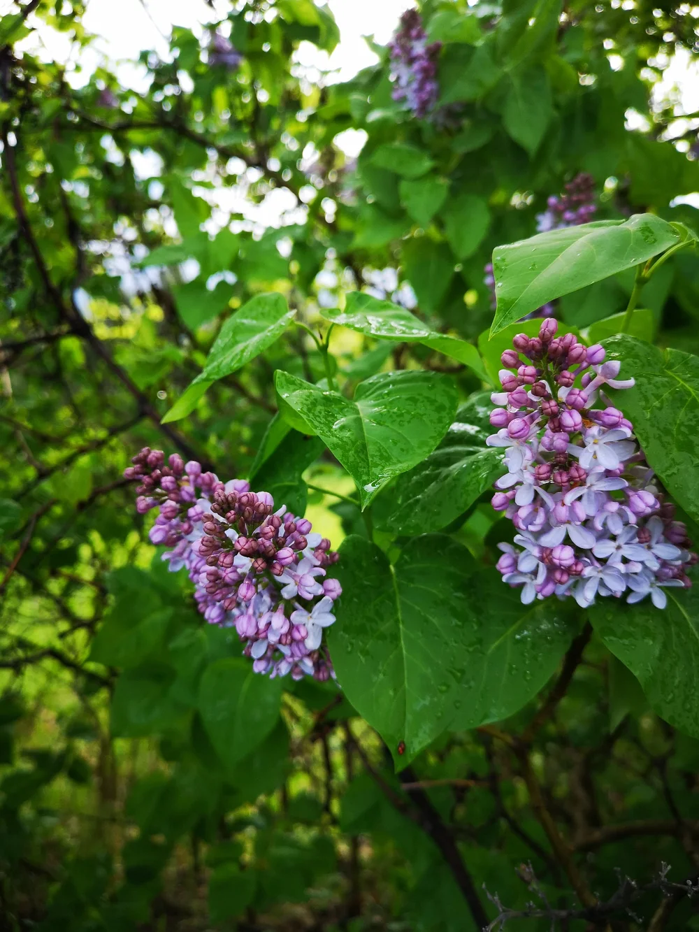 How to Harvest Lilacs: Our Best Tips — Cold Springs Flower Farm