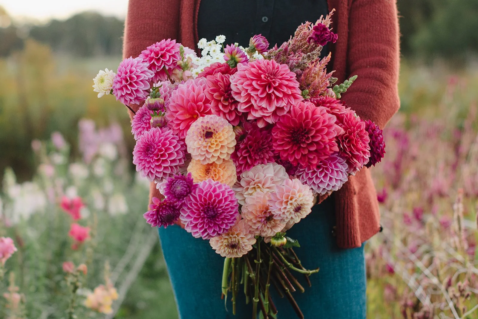 The Seasonal Timeline to Dahlia Care in Ontario: Planting, Dividing ...