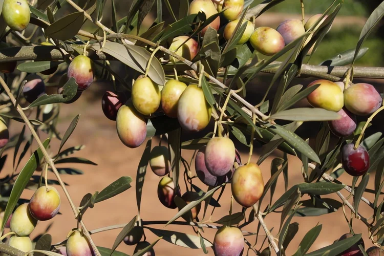 The Top Spanish Olive Varieties for Olive Oil | The Olive Oil Professor