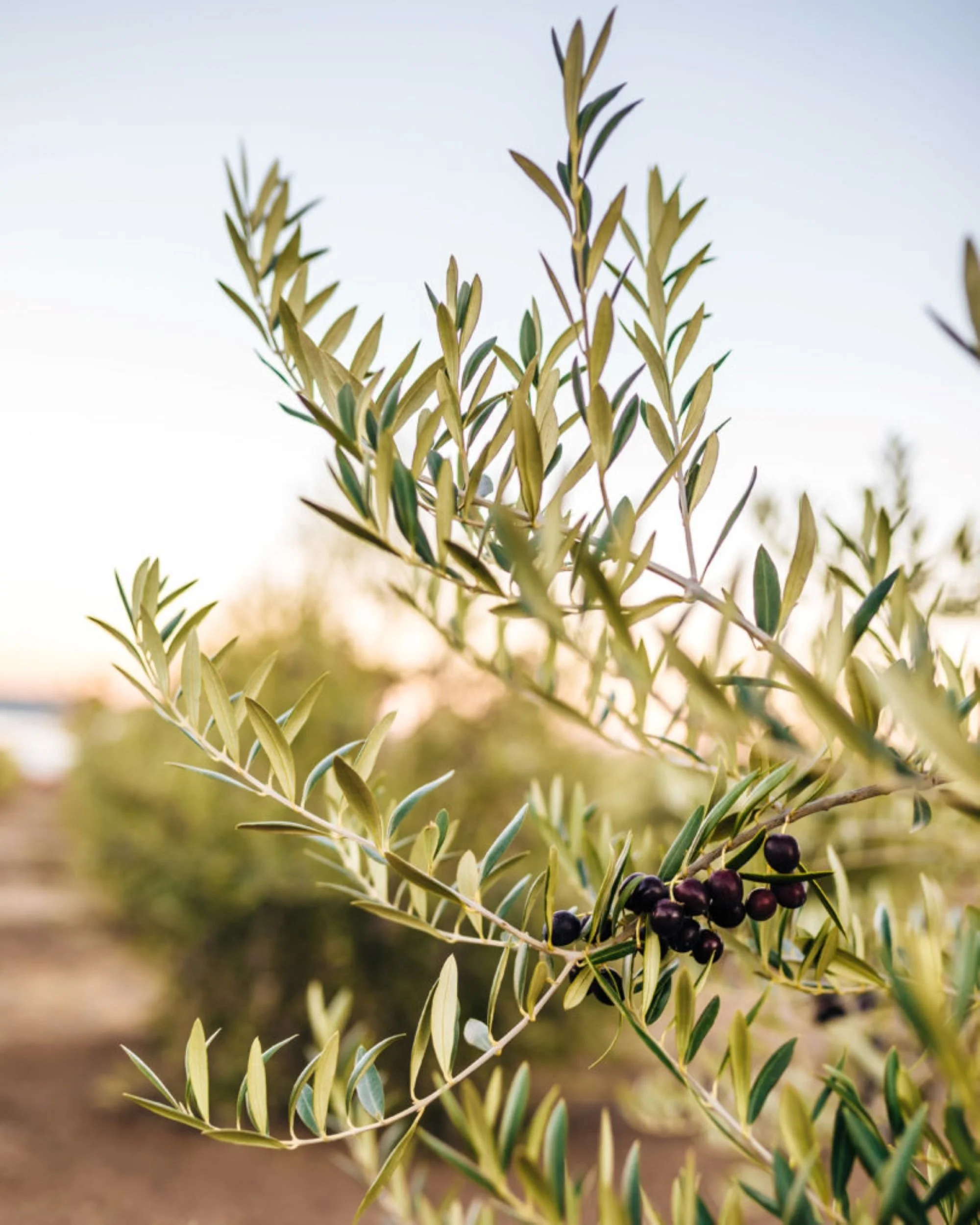 How Do California Olive Oil Producers Assure Quality? | The Olive Oil ...