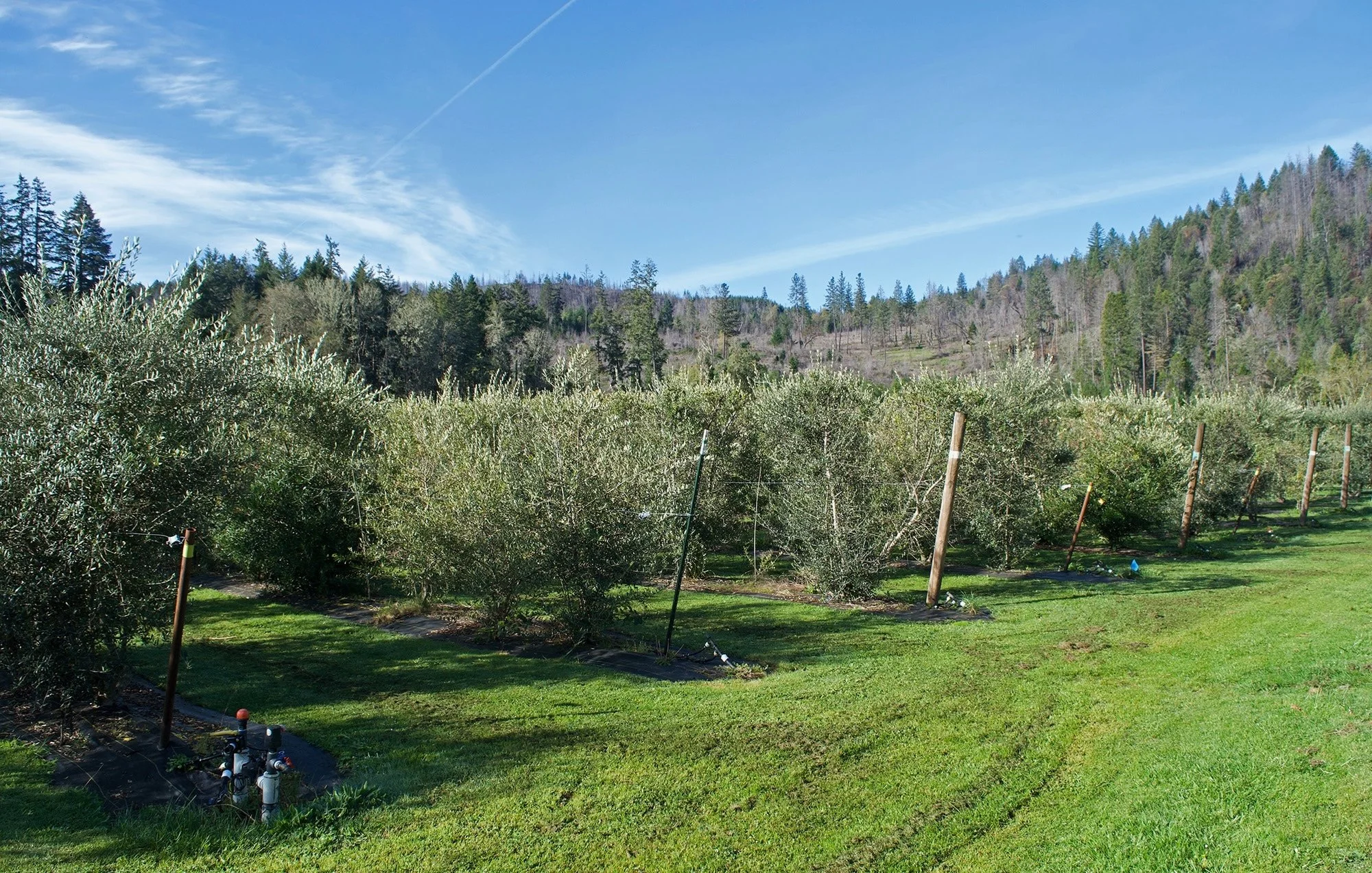 All About River Ranch Oregon Olive Oil | The Olive Oil Professor