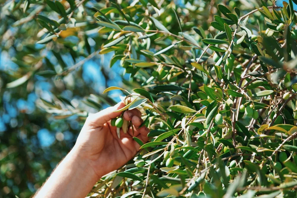Why Frantoio Grove Relies on Regenerative Agriculture | The Olive Oil ...