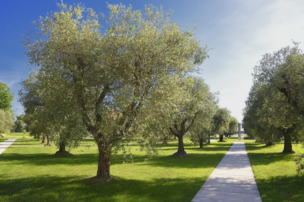 4 Italian Resorts for Olive Oil Lovers | The Olive Oil Professor
