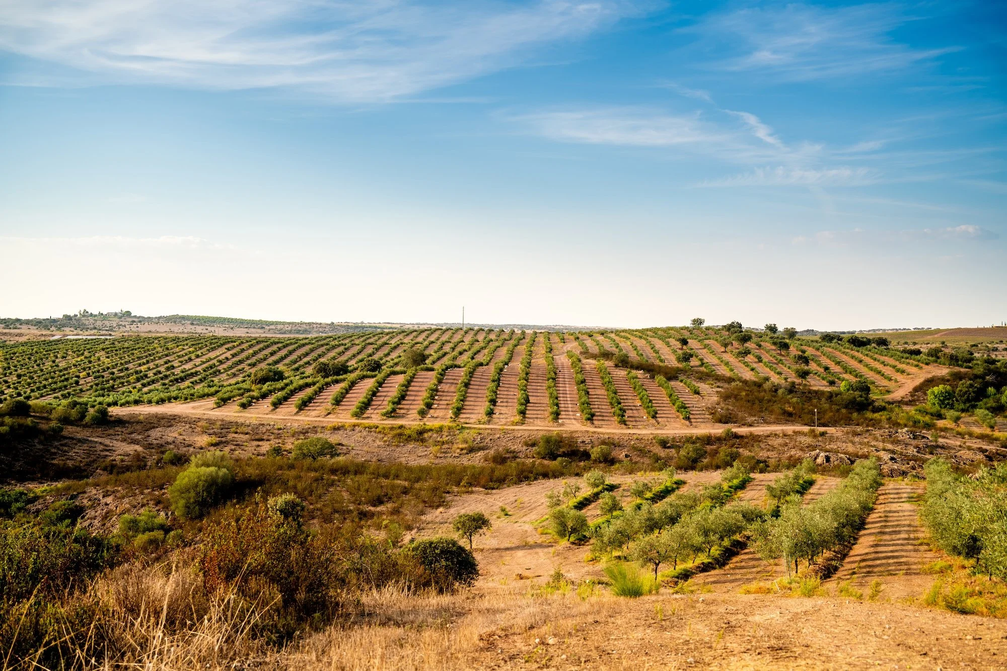 Get to know Olive Oil from Portugal | The Olive Oil Professor