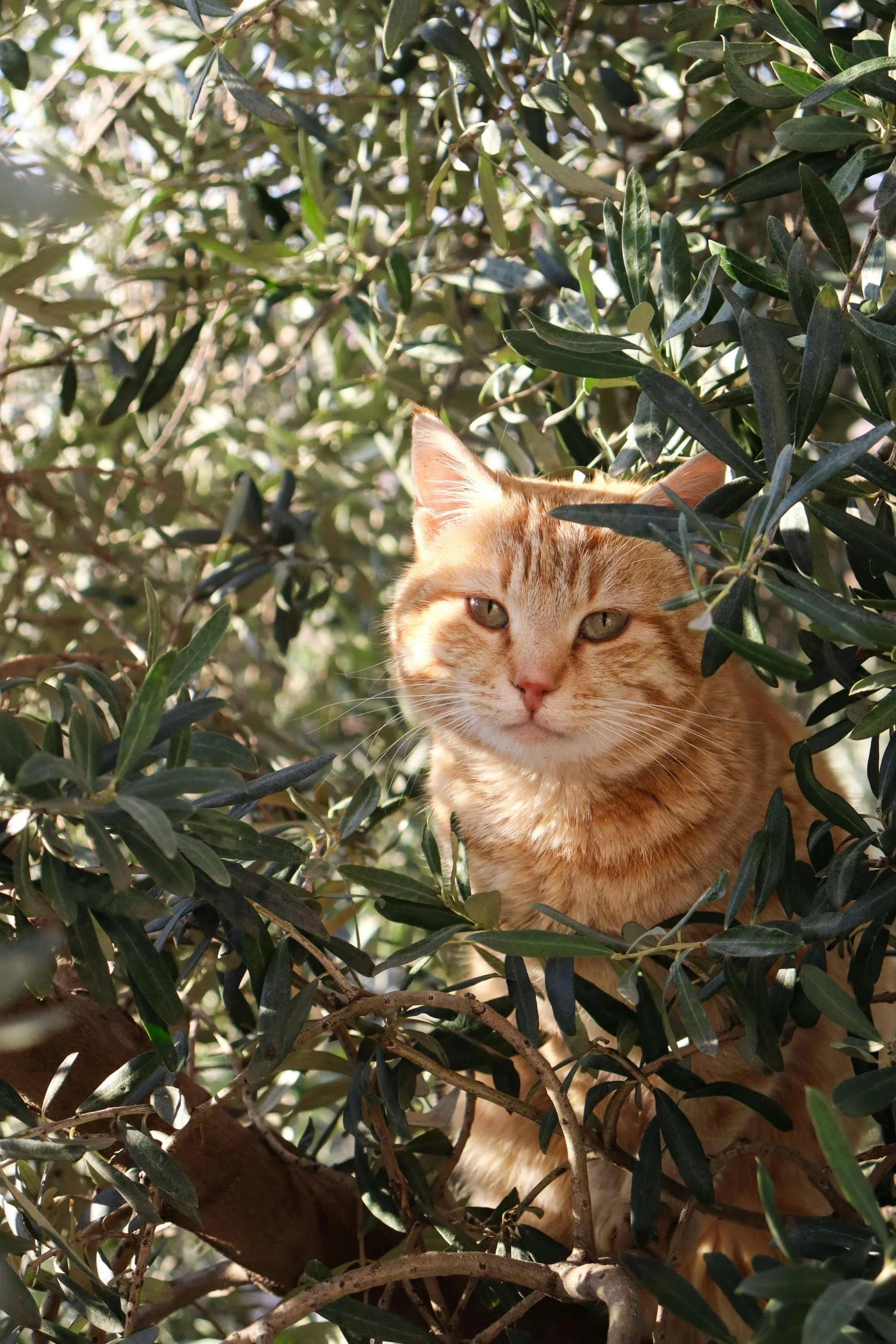 Should Cats Eat Olive Oil? | The Olive Oil Professor