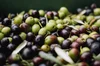 The Top Spanish Olive Varieties for Olive Oil | The Olive Oil Professor