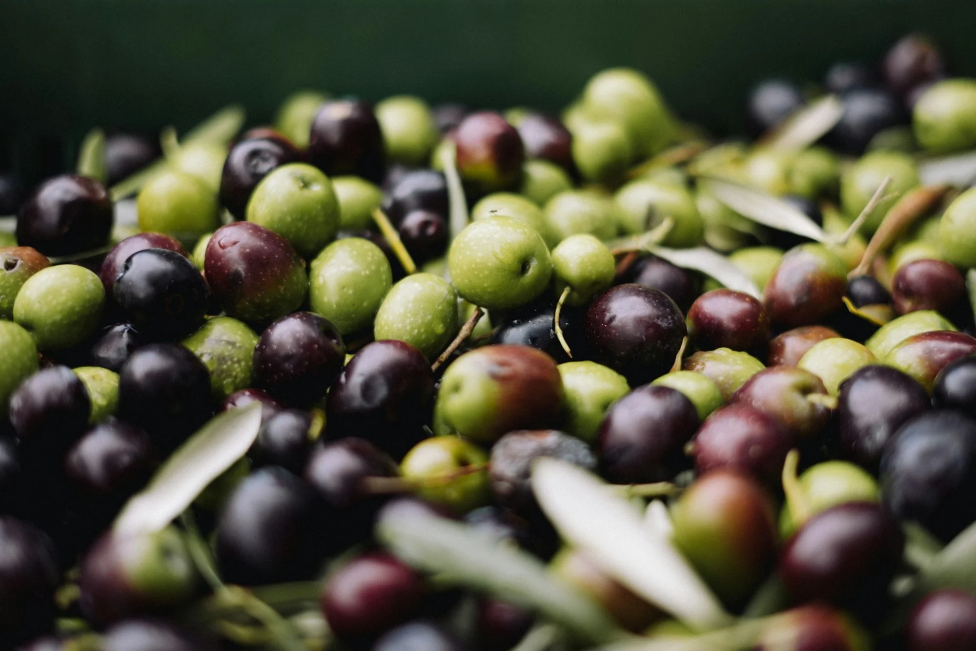 The Top Spanish Olive Varieties for Olive Oil | The Olive Oil Professor