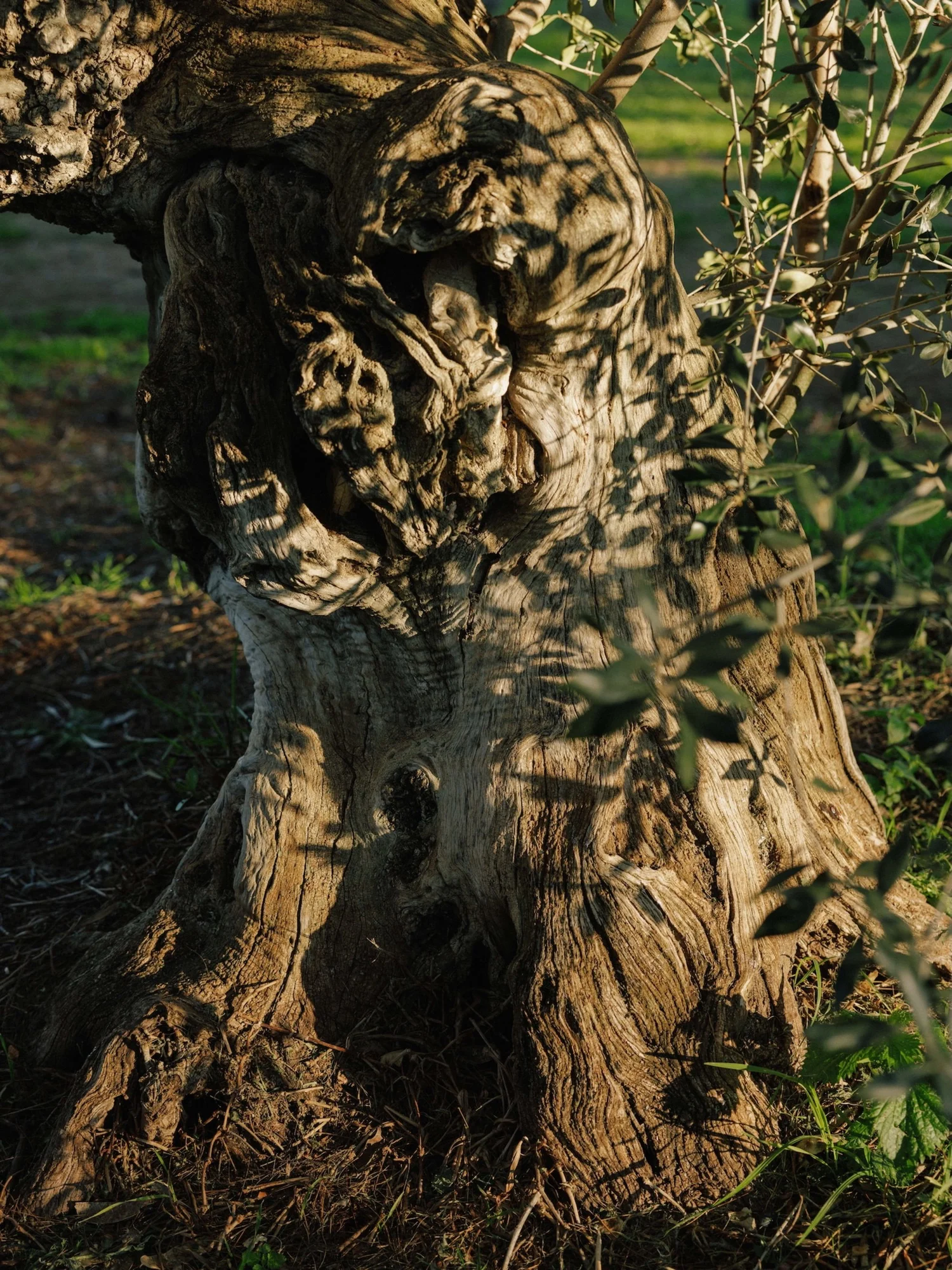 Basilippo Teaches the Culture of Olive Oil | The Olive Oil Professor