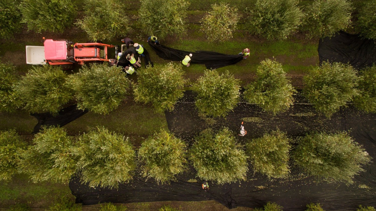 Blending Olive Oil, Not Just Wine, at Sonoma's Jordan Winery | The ...