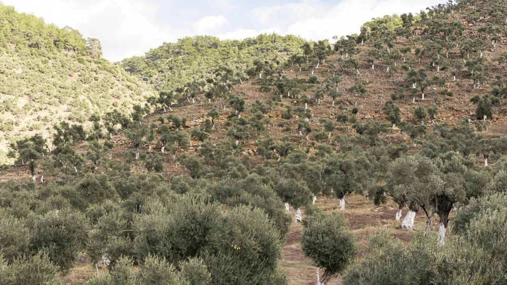 Get to Know Oro di Milas Olive Oil from Turkey | The Olive Oil Professor