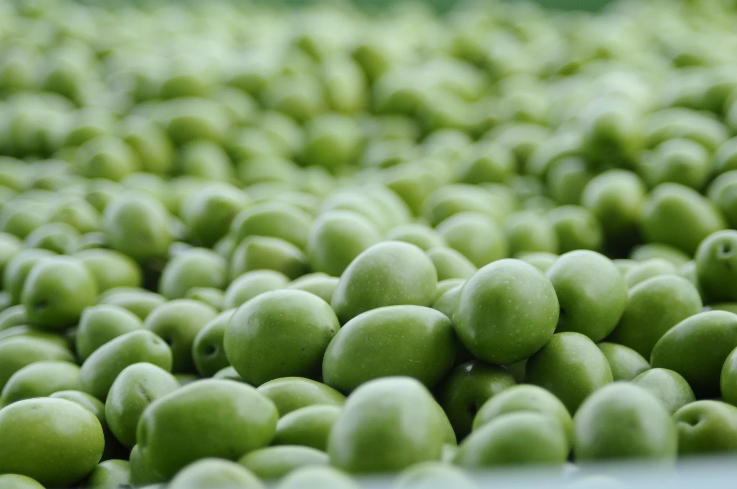 The Olive Oil of Halkidiki: Home of Greece’s Big Green Olives | The ...
