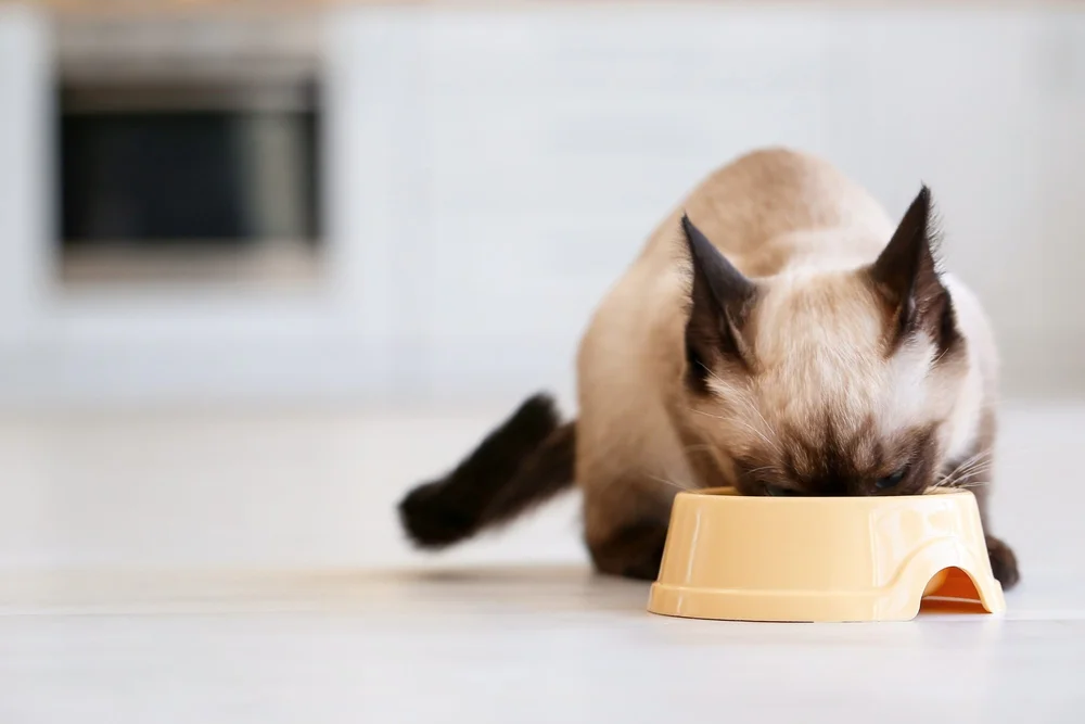 Should Cats Eat Olive Oil? | The Olive Oil Professor