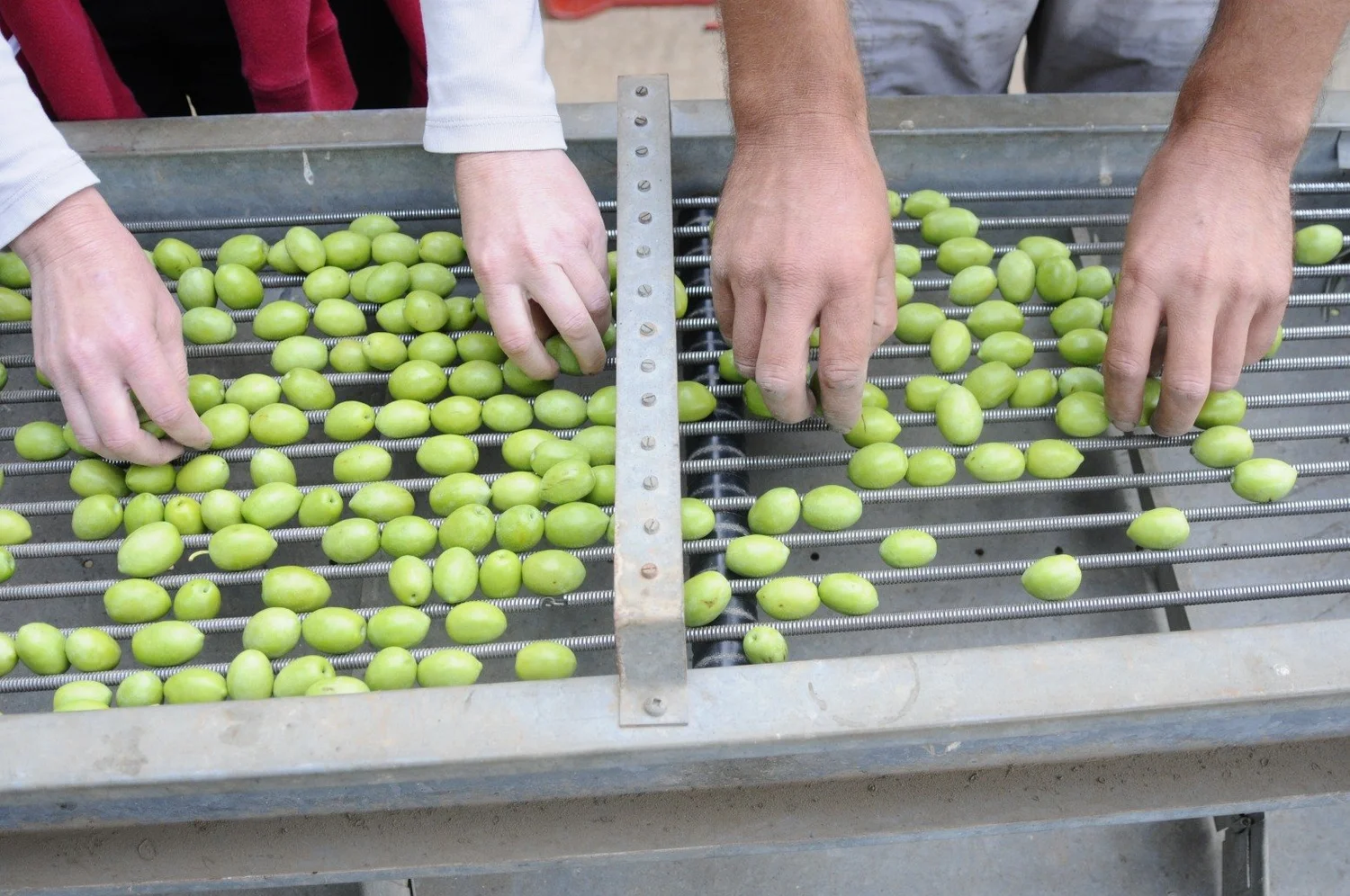 The Olive Oil of Halkidiki: Home of Greece’s Big Green Olives | The ...