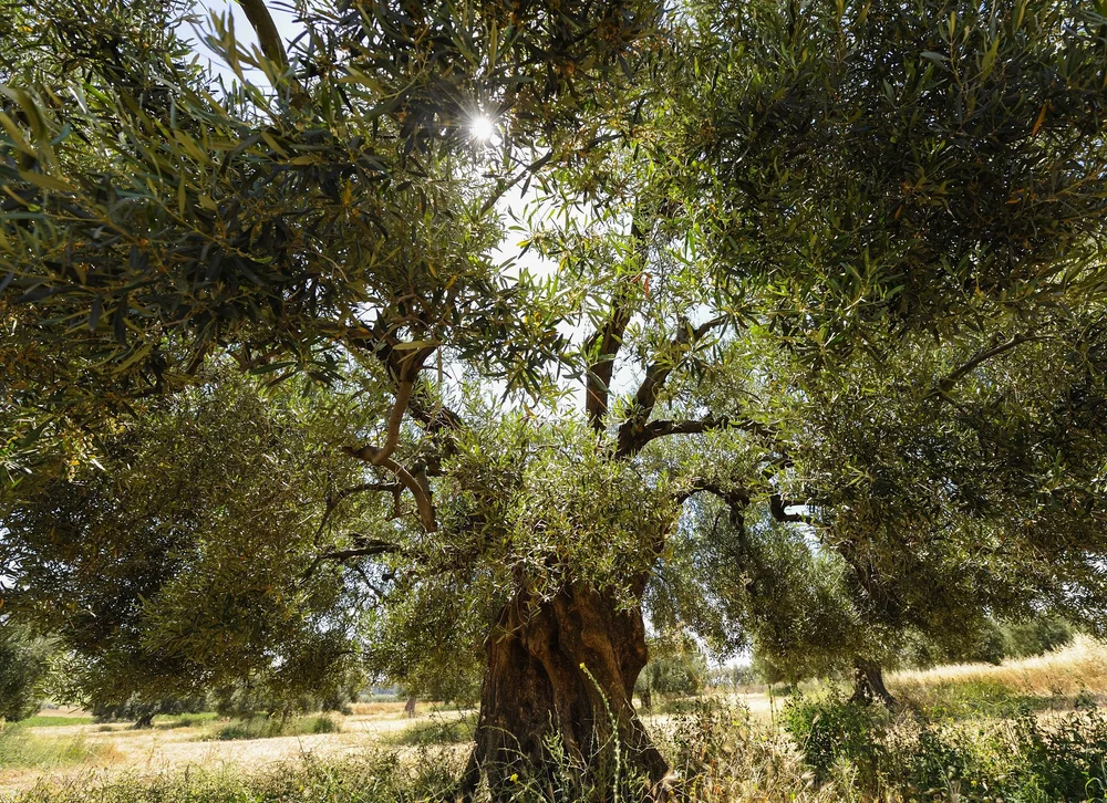 The Olive Oil of Halkidiki: Home of Greece’s Big Green Olives | The ...